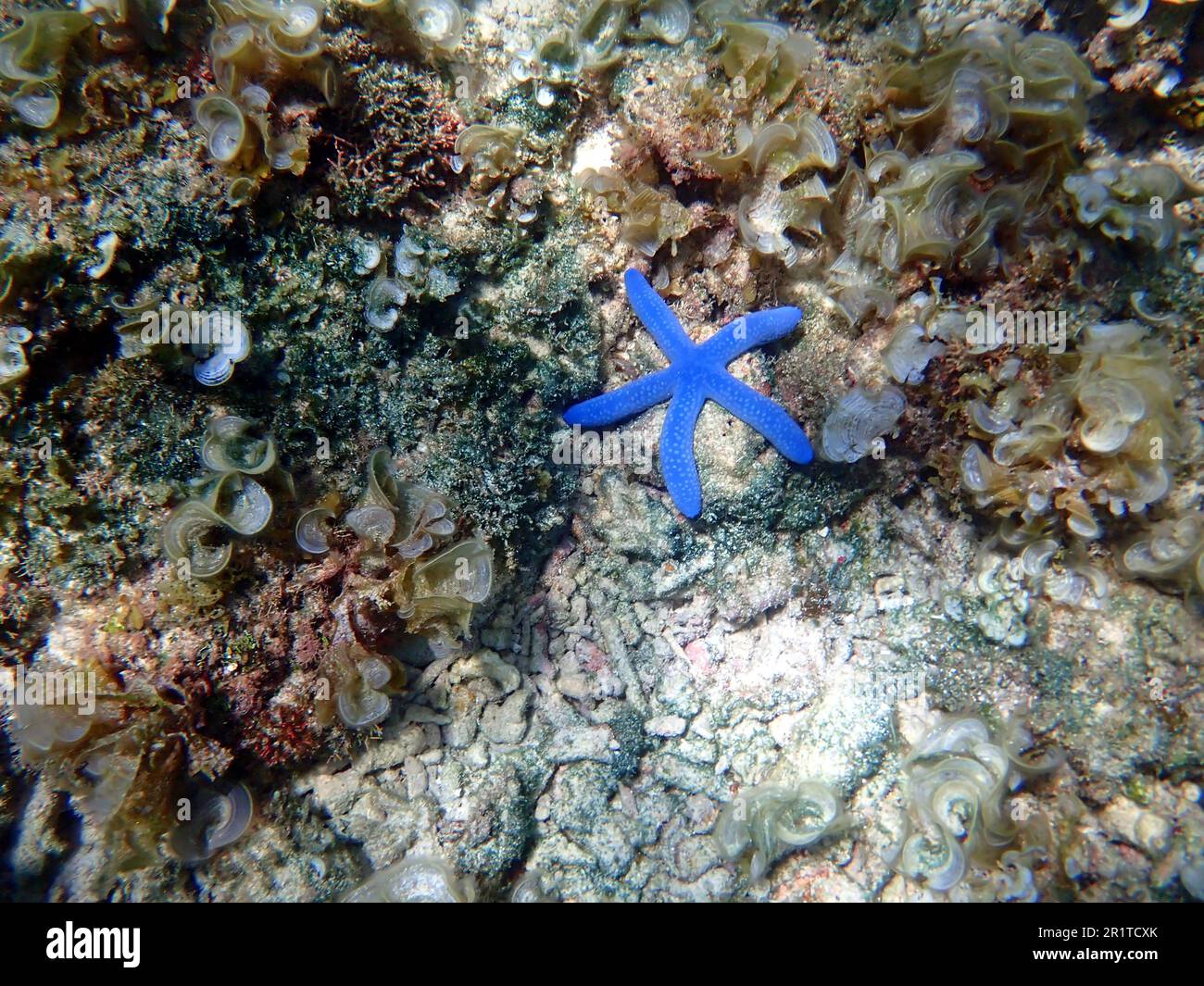 underwater world in moalboal on cebu island - colorful starfish Stock ...