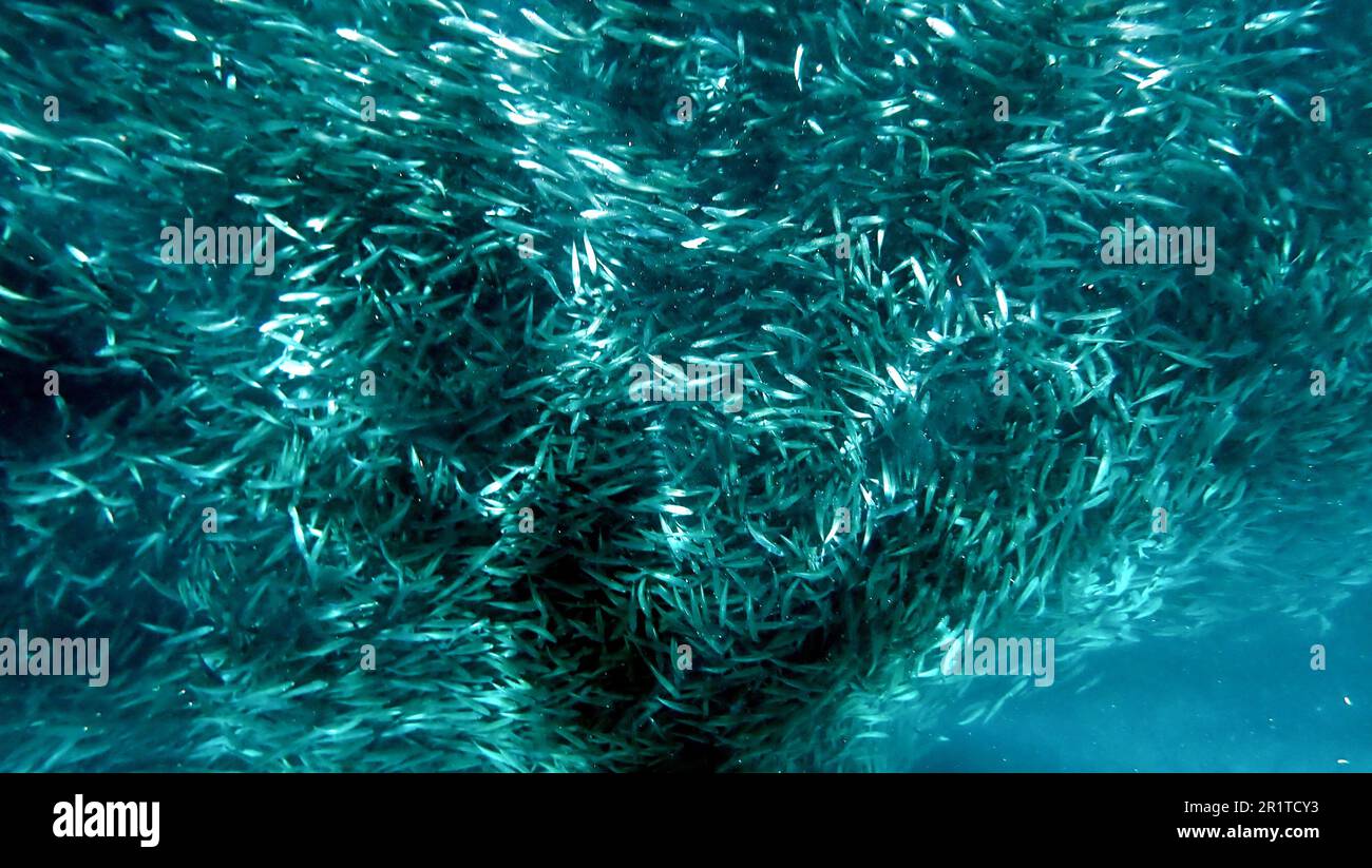 swarm of sardines in the pacific ocean near moalboal on cebu island ...