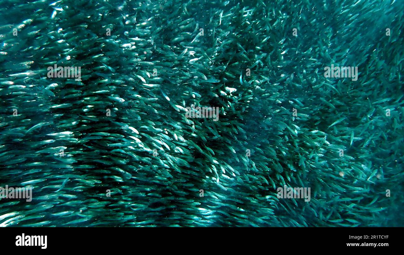 swarm of sardines in the pacific ocean near moalboal on cebu island ...