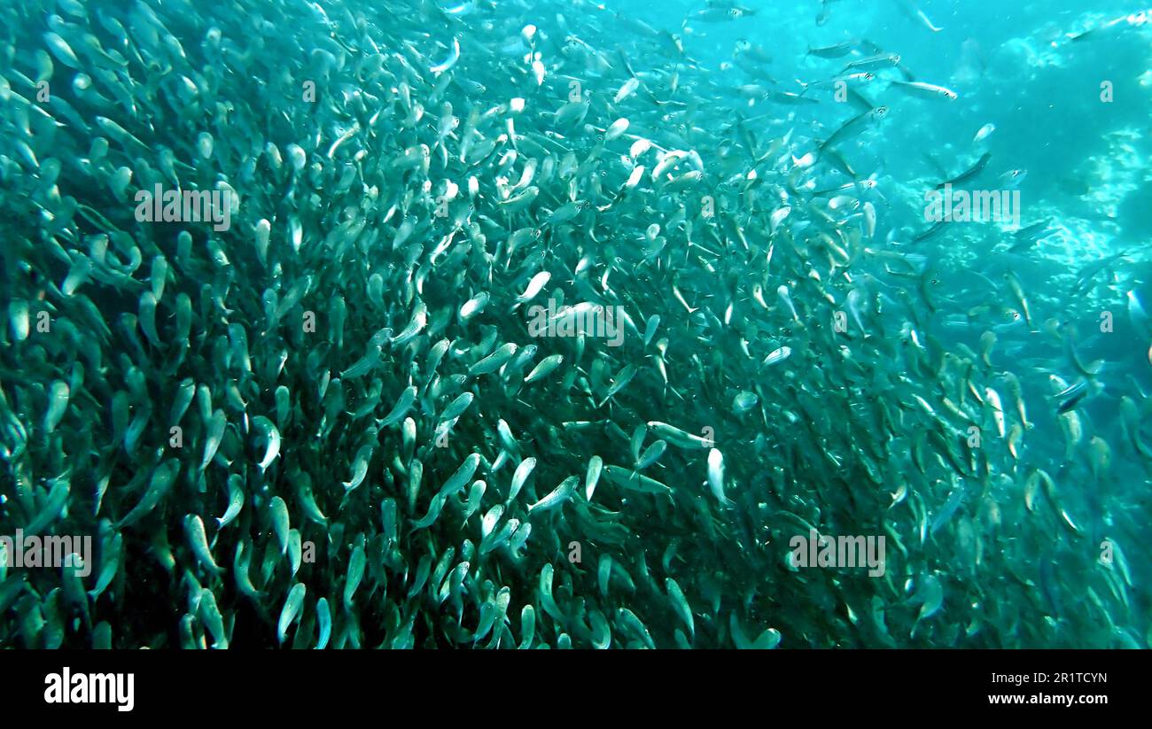 swarm of sardines in the pacific ocean near moalboal on cebu island ...