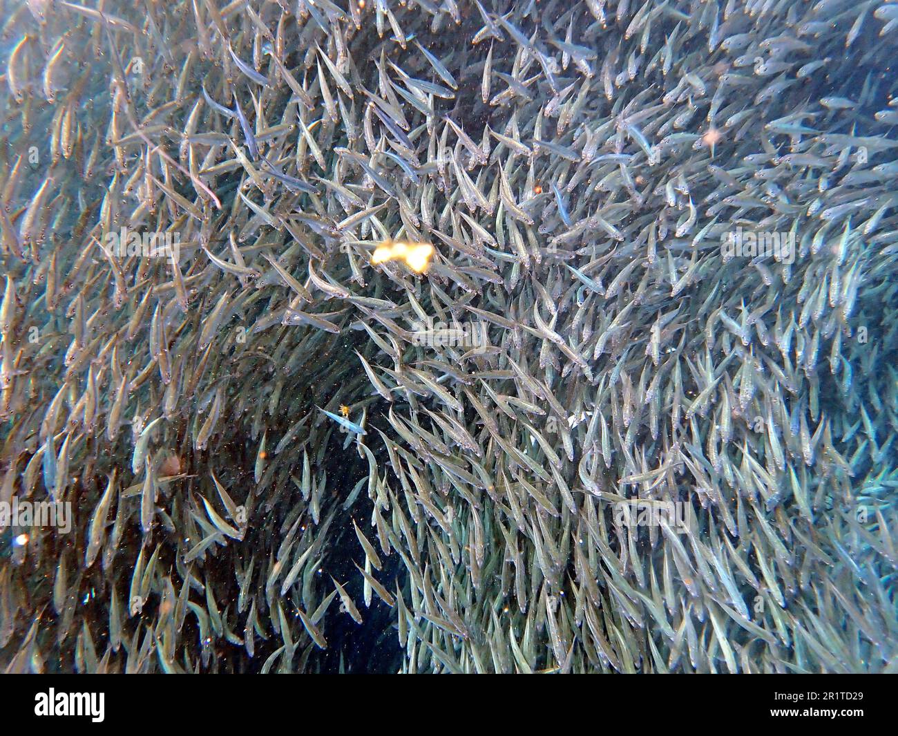 swarm of sardines in the pacific ocean near moalboal on cebu island ...