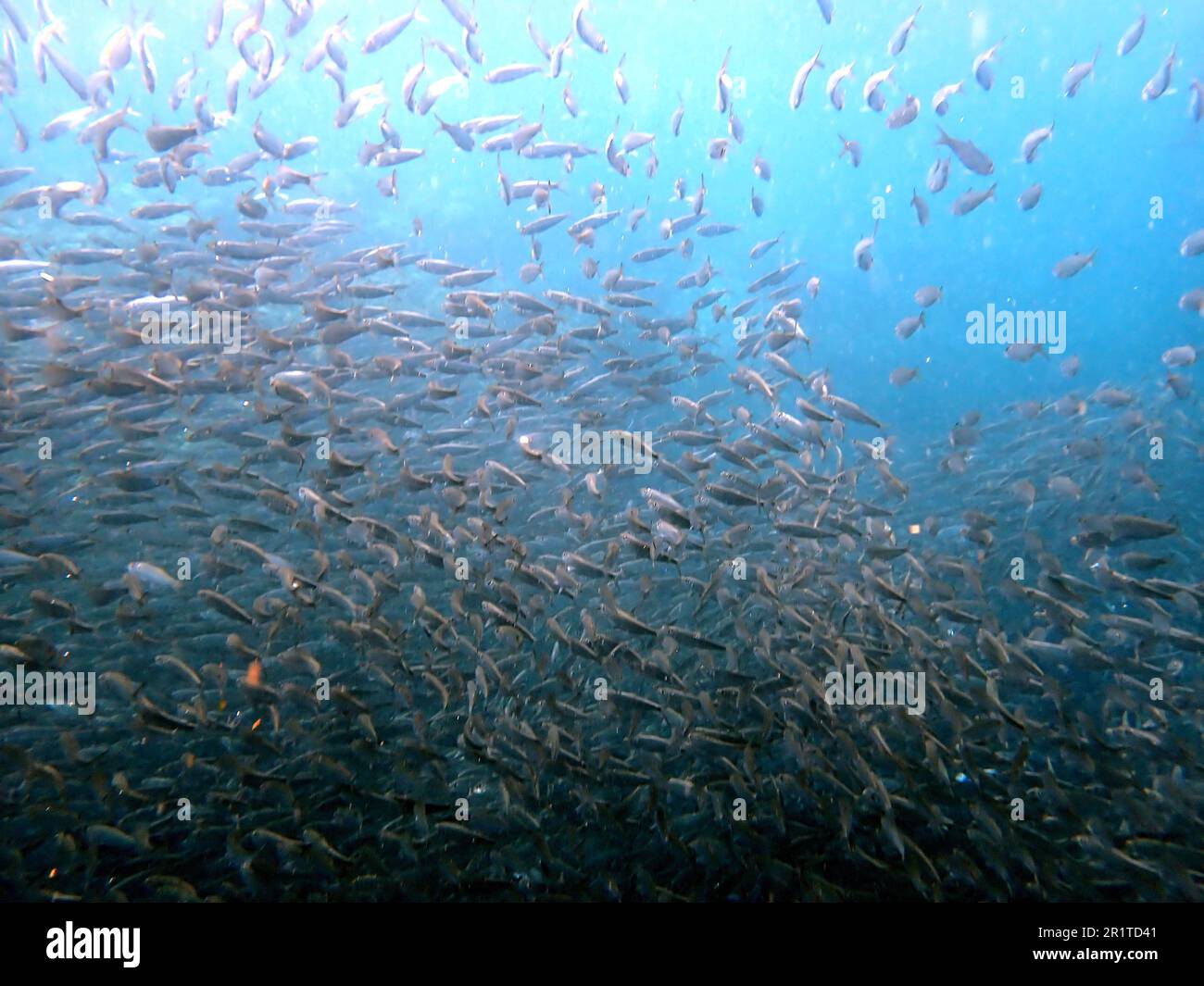 swarm of sardines in the pacific ocean near moalboal on cebu island ...