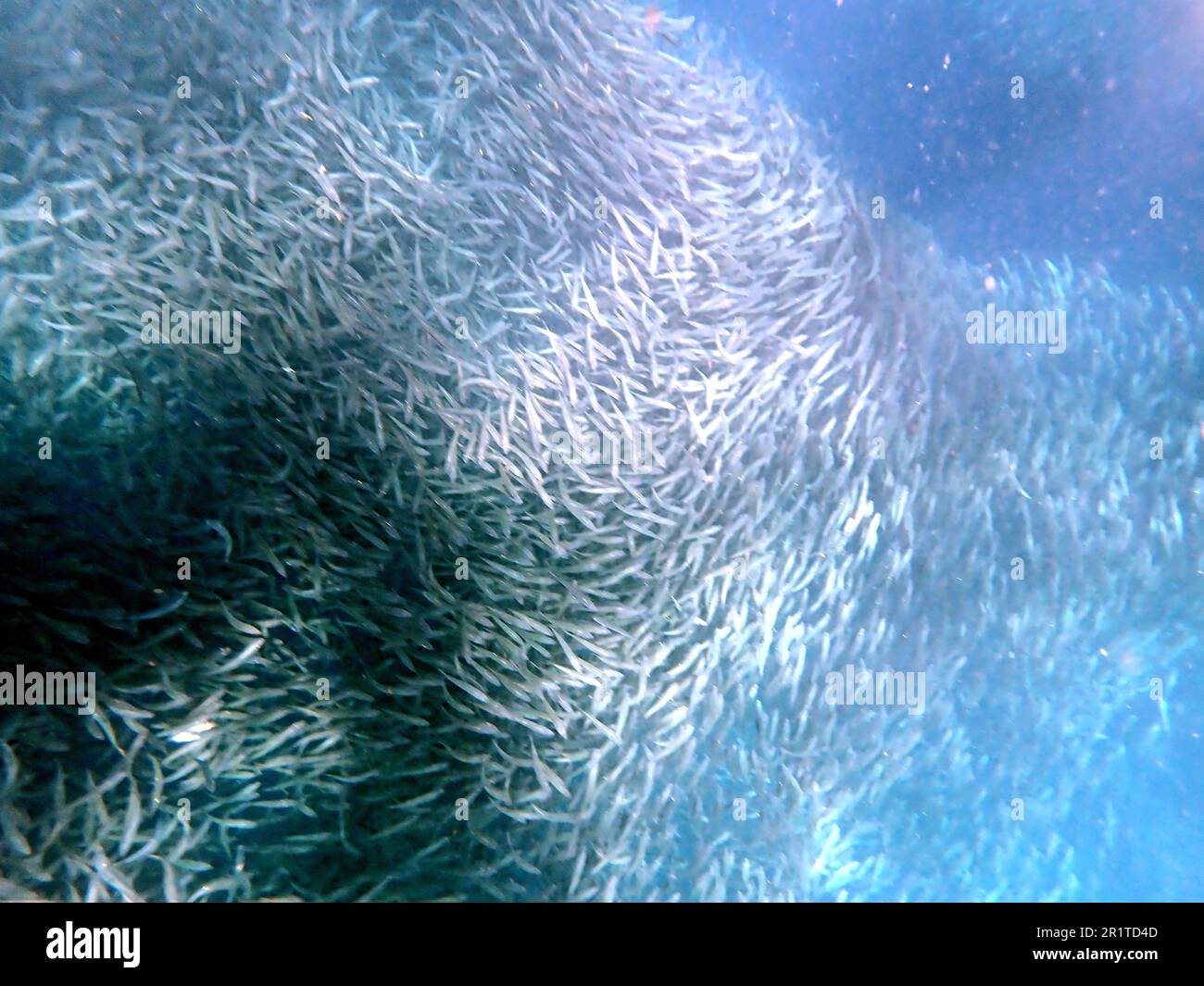 swarm of sardines in the pacific ocean near moalboal on cebu island ...