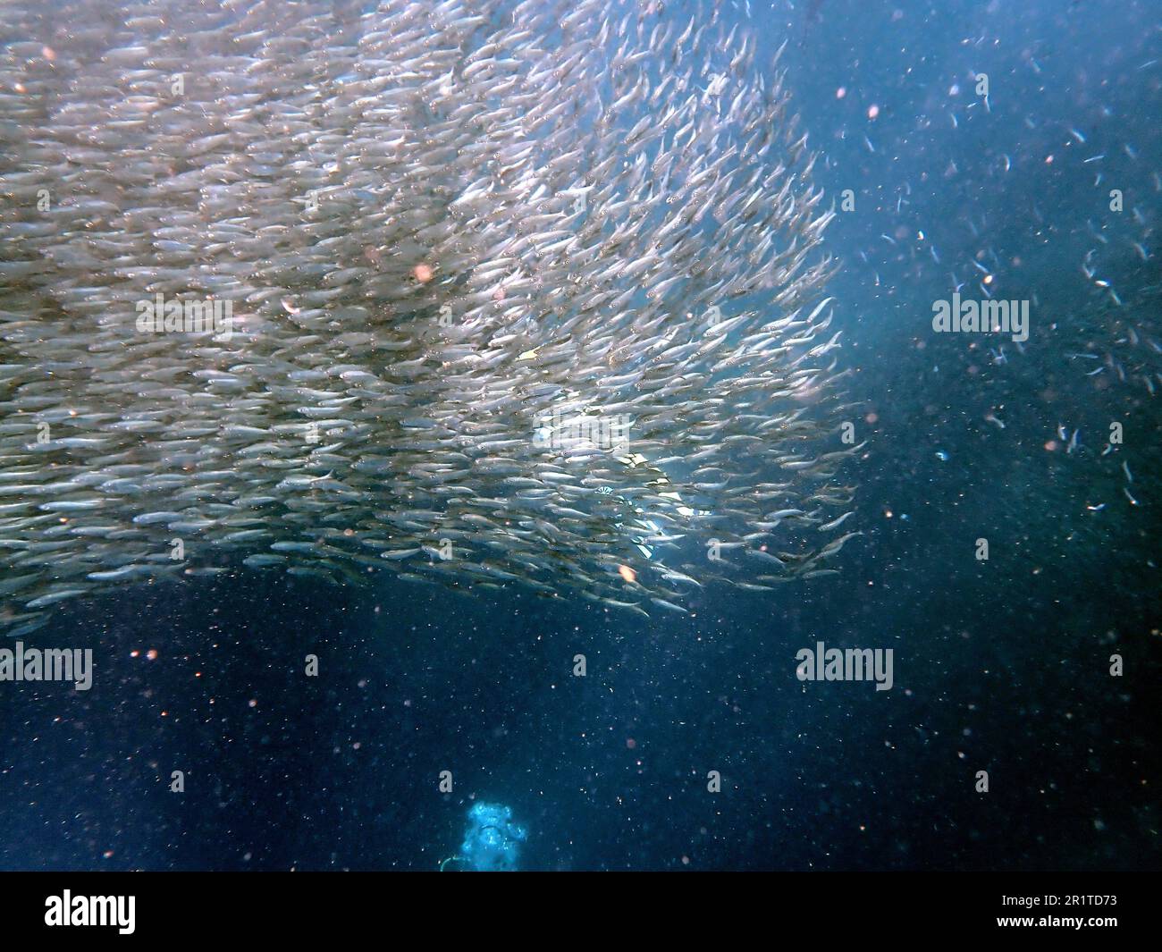 swarm of sardines in the pacific ocean near moalboal on cebu island ...