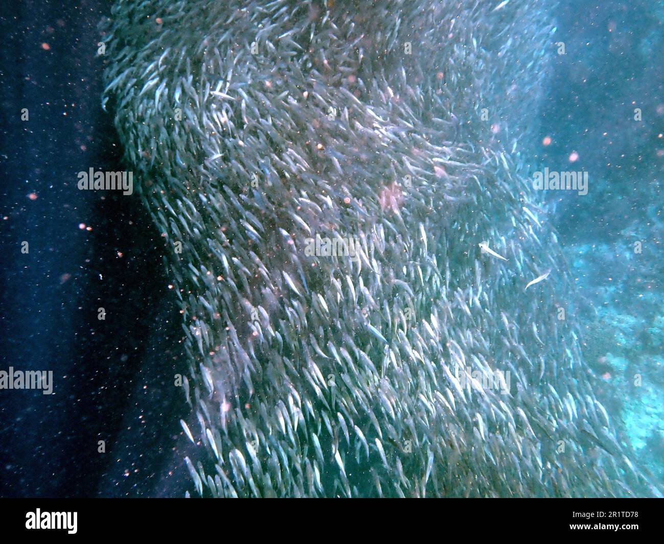 swarm of sardines in the pacific ocean near moalboal on cebu island ...