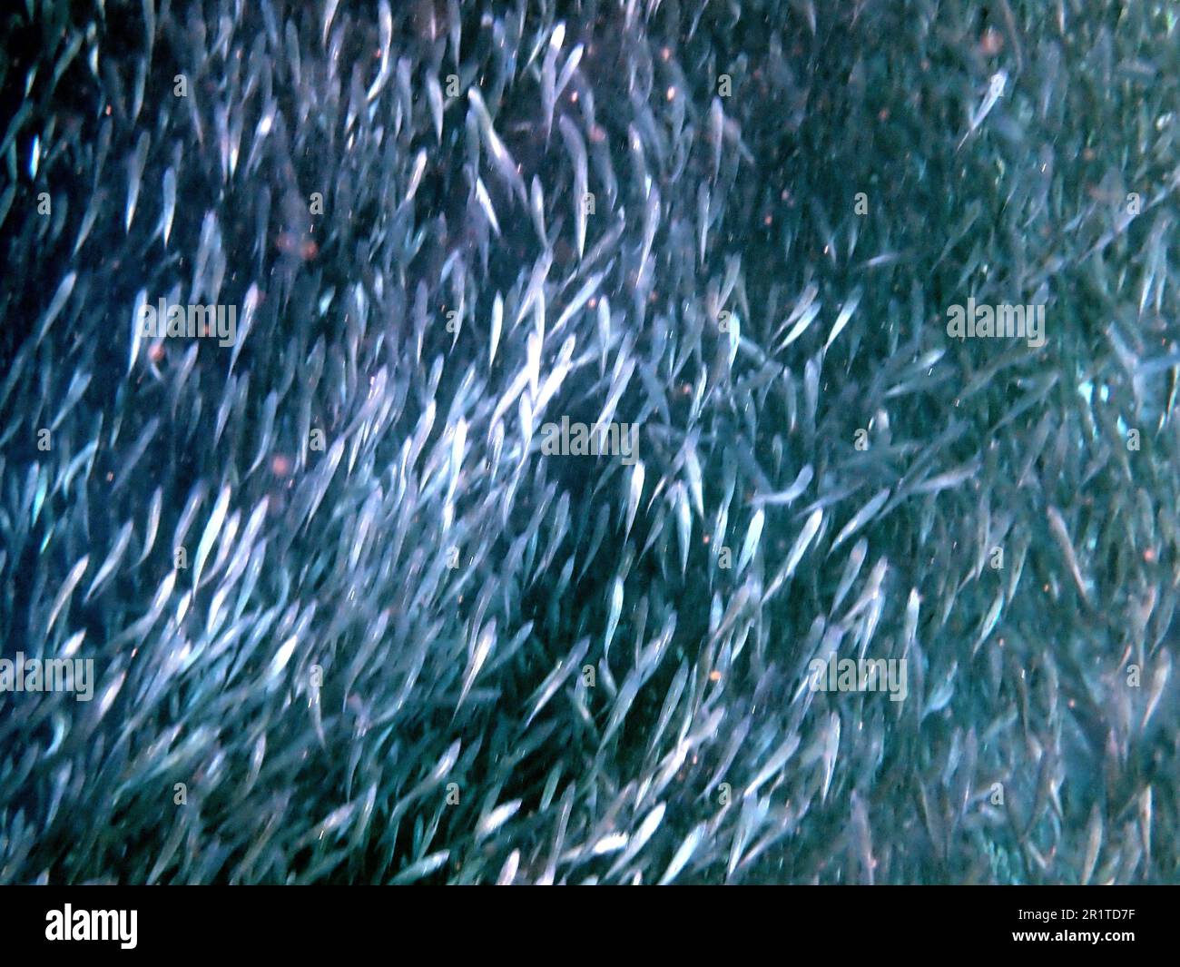 swarm of sardines in the pacific ocean near moalboal on cebu island ...