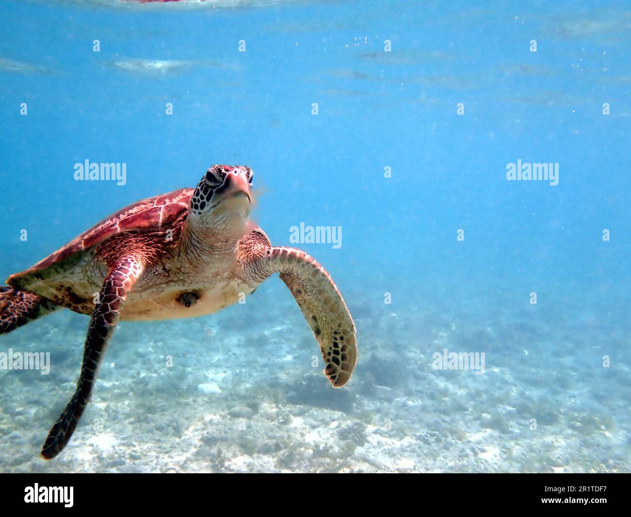 snorkeling with a sea turtle at moalboal on cebu island Stock Photo - Alamy