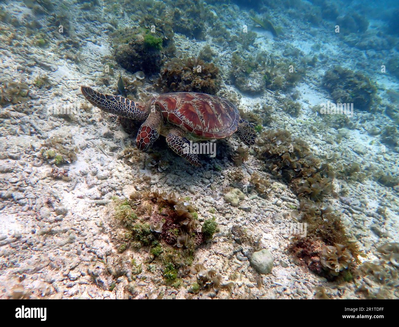 snorkeling with a sea turtle at moalboal on cebu island Stock Photo - Alamy