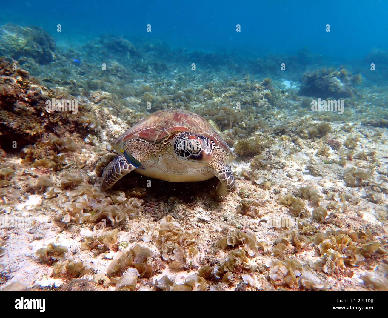 snorkeling with a sea turtle at moalboal on cebu island Stock Photo - Alamy