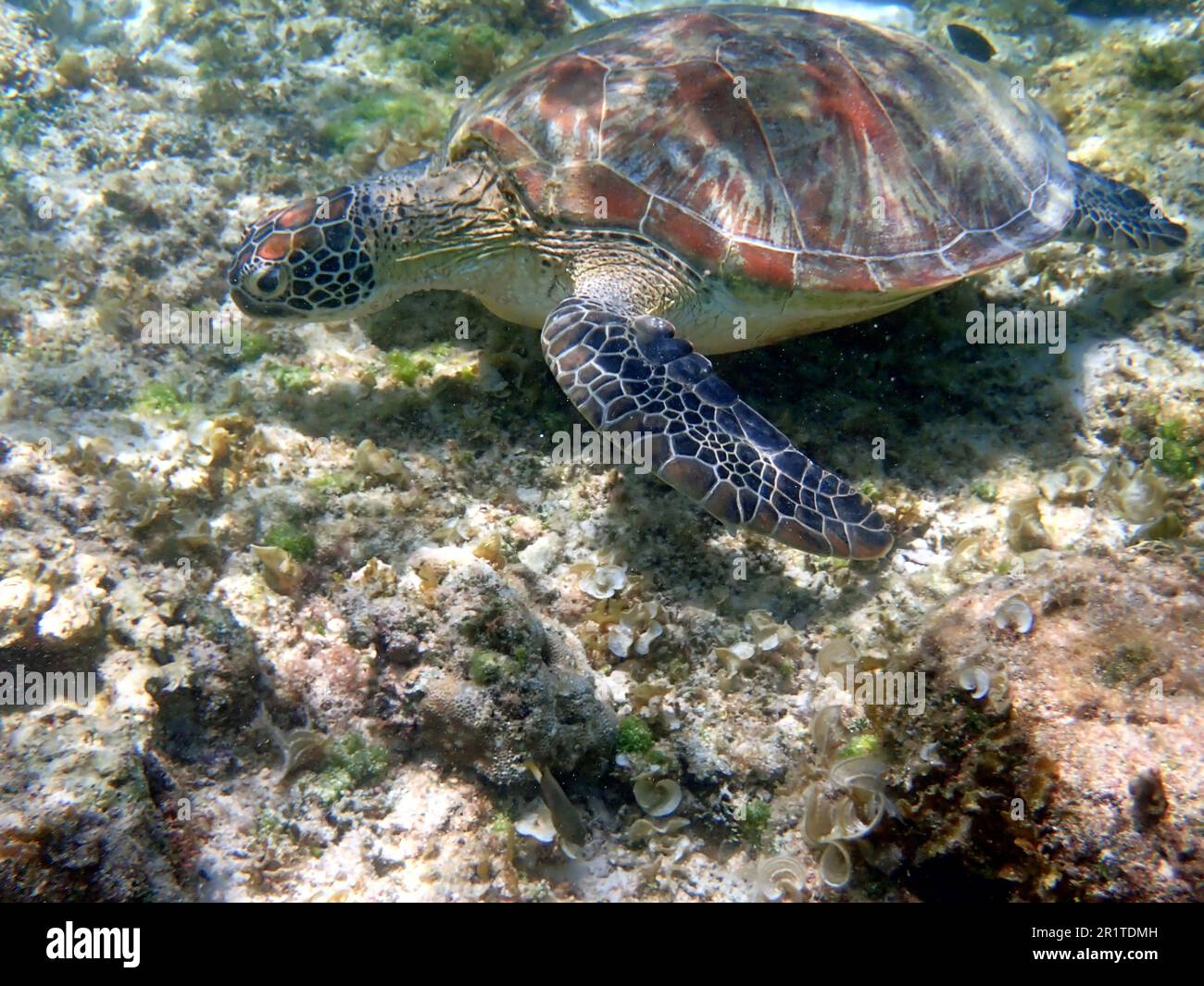 snorkeling with a sea turtle at moalboal on cebu island Stock Photo - Alamy
