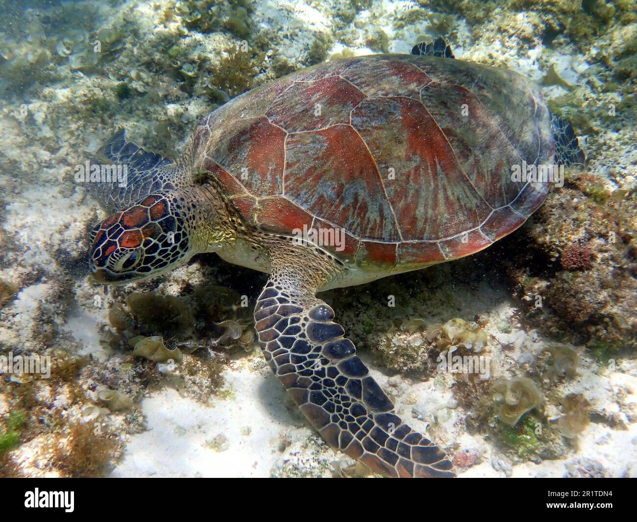 snorkeling with a sea turtle at moalboal on cebu island Stock Photo - Alamy
