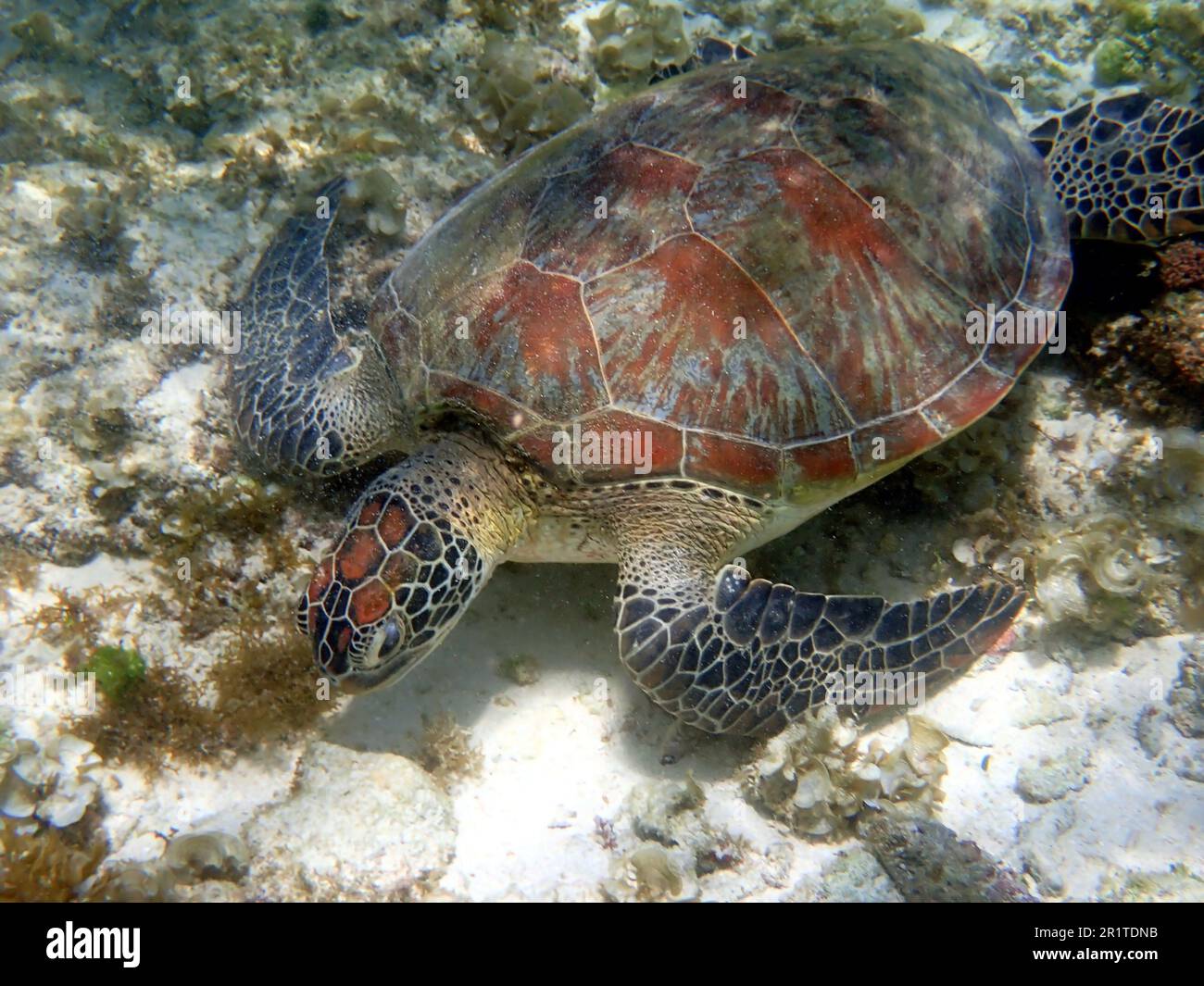 snorkeling with a sea turtle at moalboal on cebu island Stock Photo - Alamy