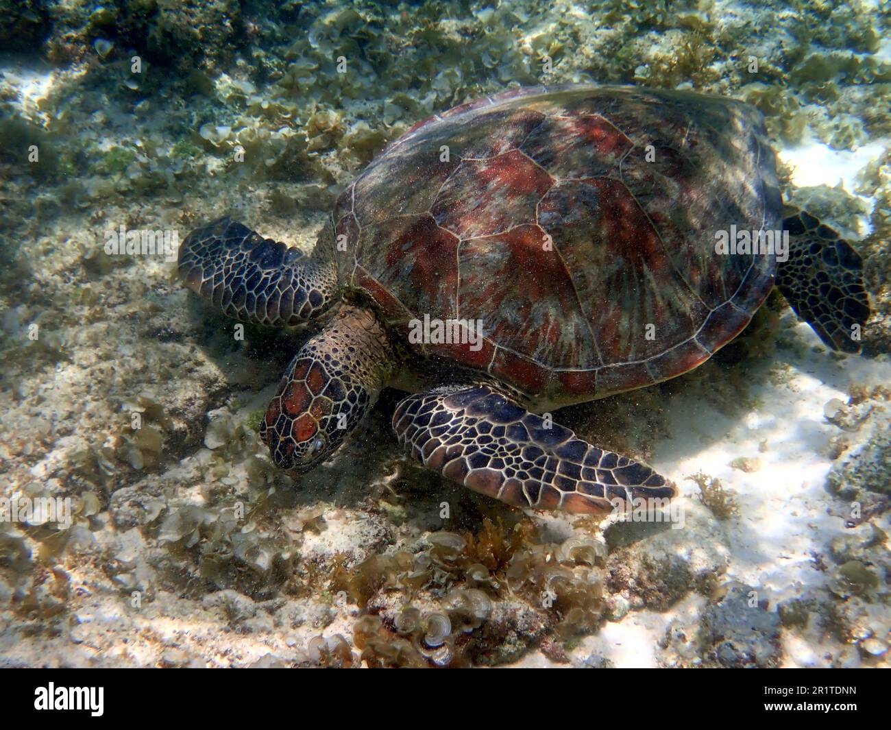 snorkeling with a sea turtle at moalboal on cebu island Stock Photo - Alamy
