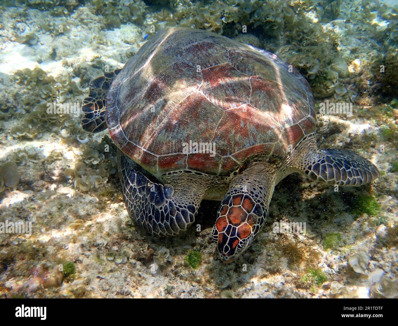 snorkeling with a sea turtle at moalboal on cebu island Stock Photo - Alamy