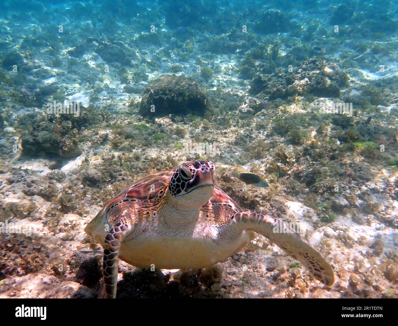 snorkeling with a sea turtle at moalboal on cebu island Stock Photo - Alamy