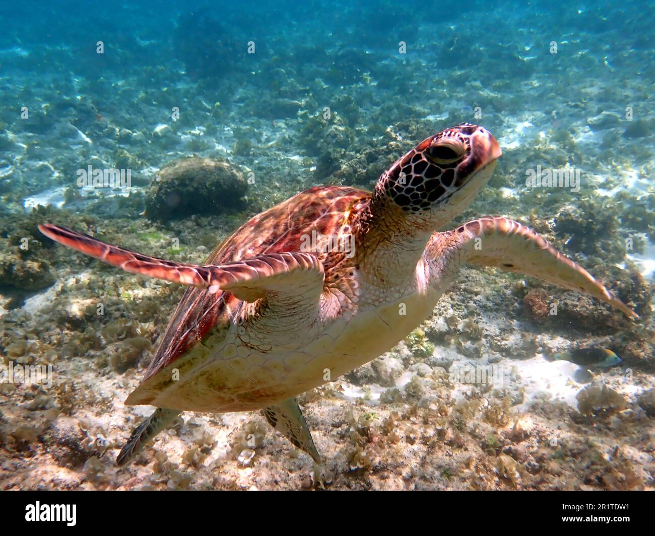 snorkeling with a sea turtle at moalboal on cebu island Stock Photo - Alamy