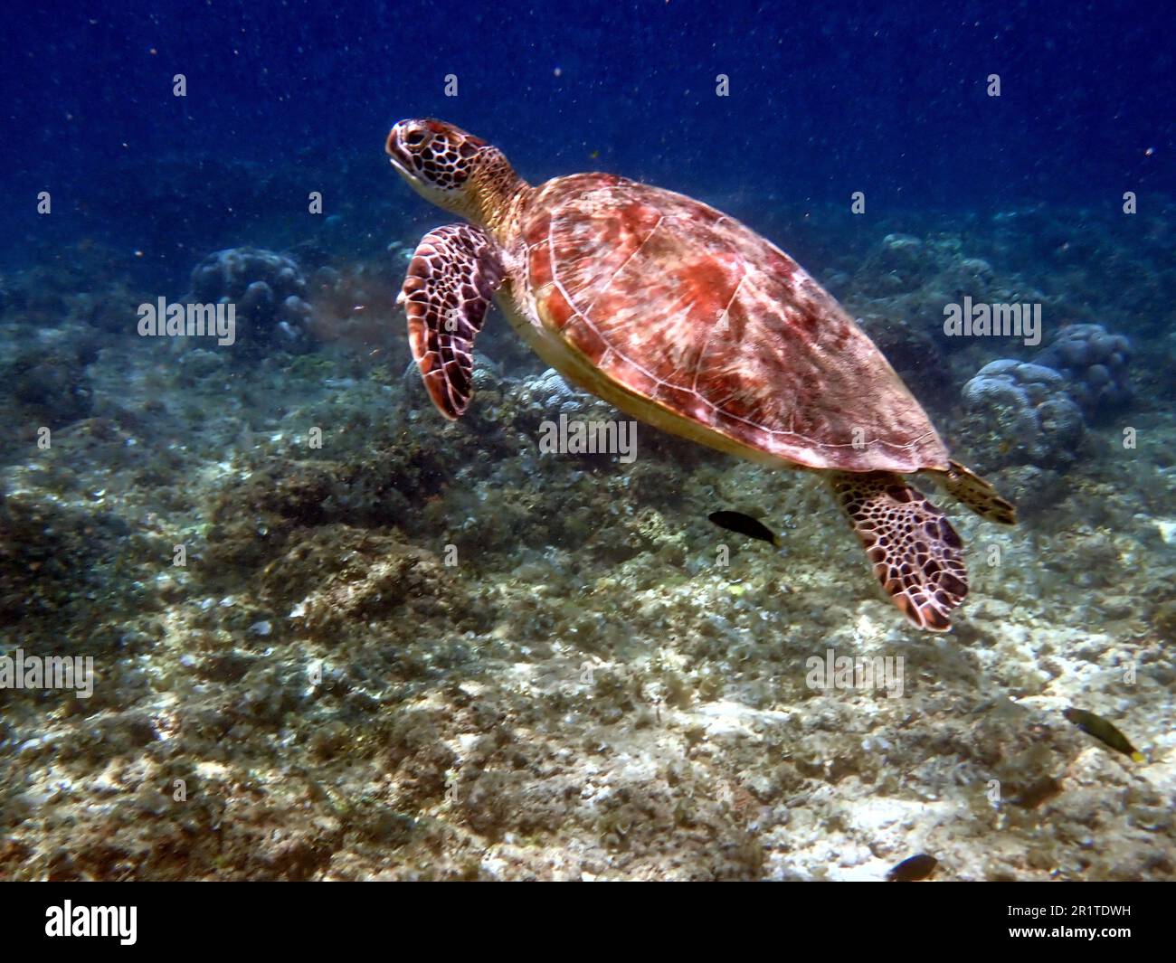 snorkeling with a sea turtle at moalboal on cebu island Stock Photo - Alamy