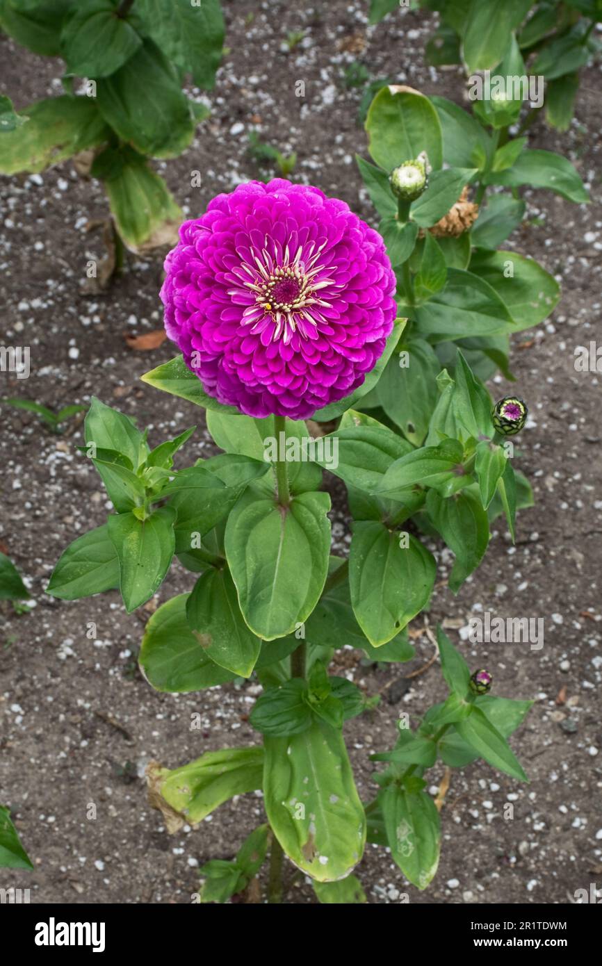 Zinnia flower in park hi-res stock photography and images - Alamy