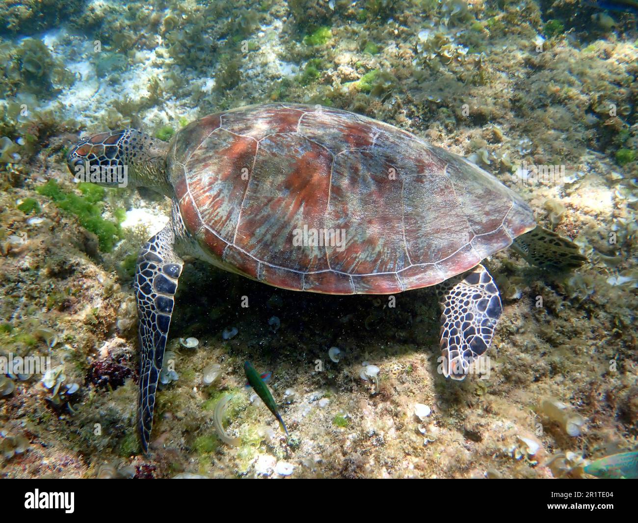 snorkeling with a sea turtle at moalboal on cebu island Stock Photo - Alamy