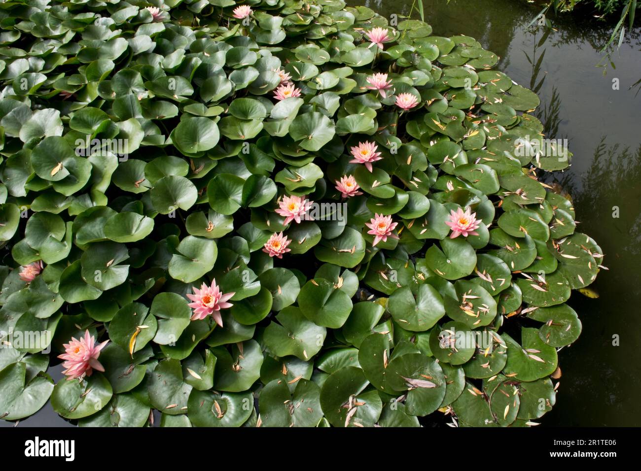 Asian waterlily with green leaves floating on a pond blooms into ...