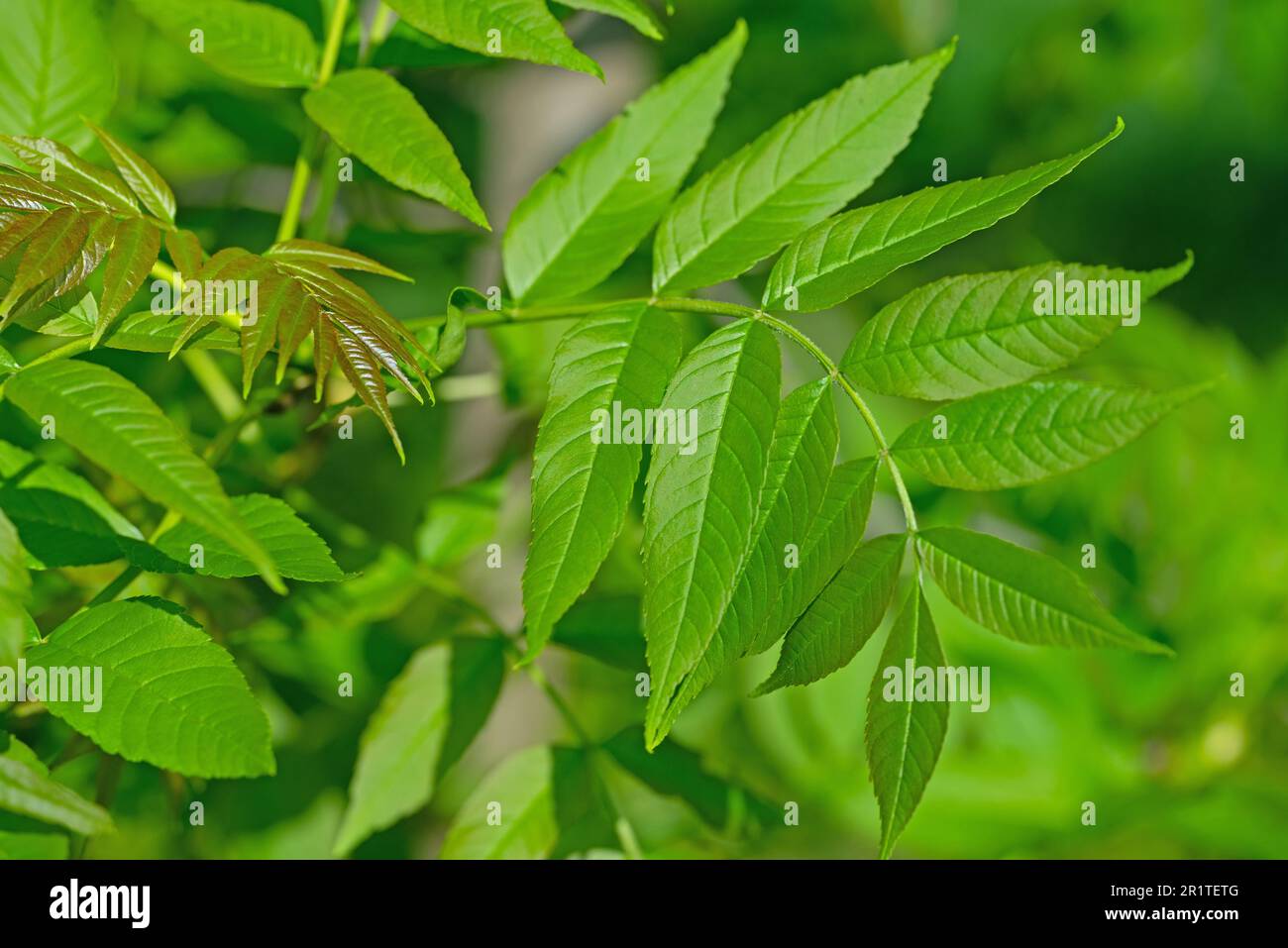 Leaves of the common ash, Fraxinus excelsior Stock Photo - Alamy