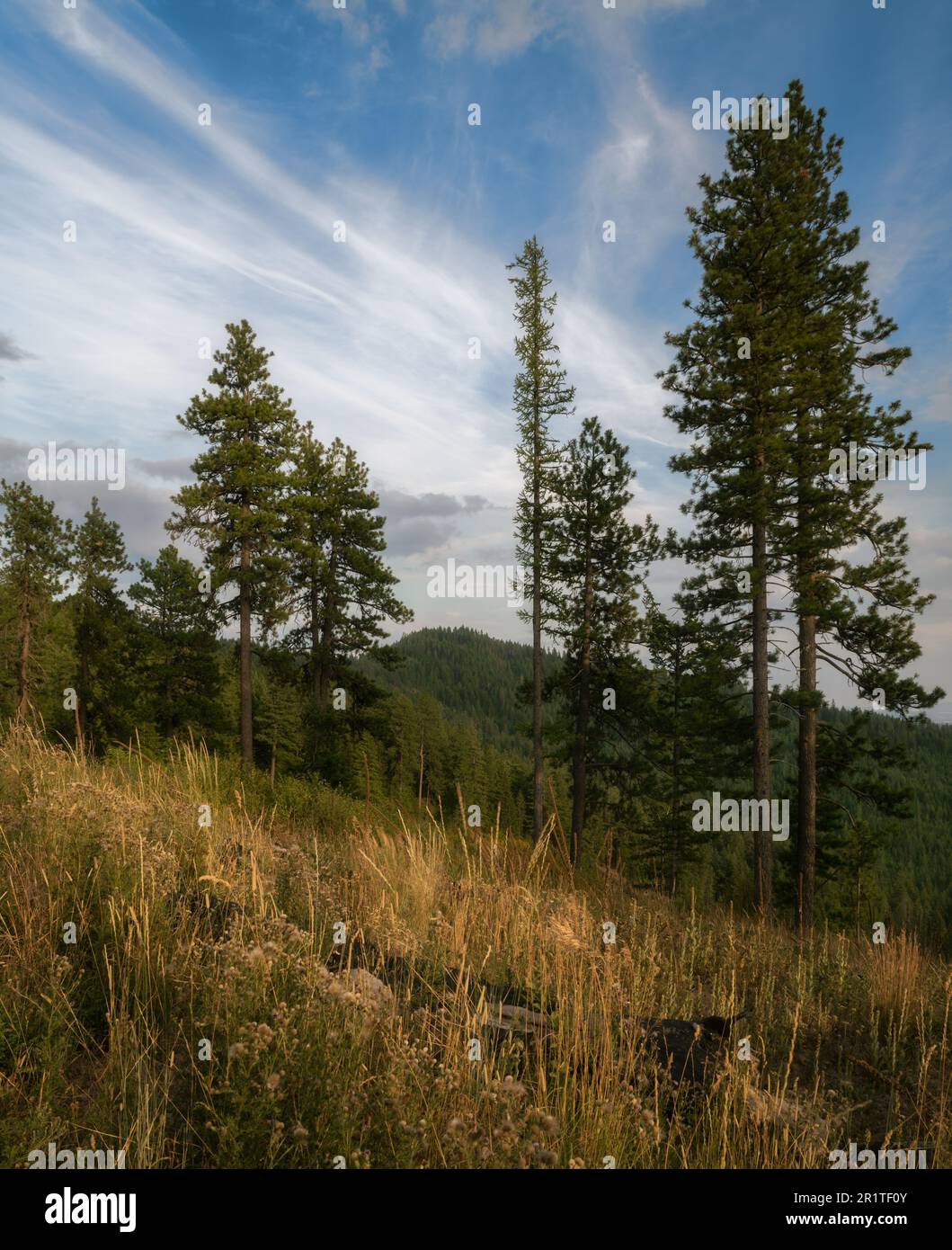 A scenic landscape featuring a group of tall trees atop a hill ...
