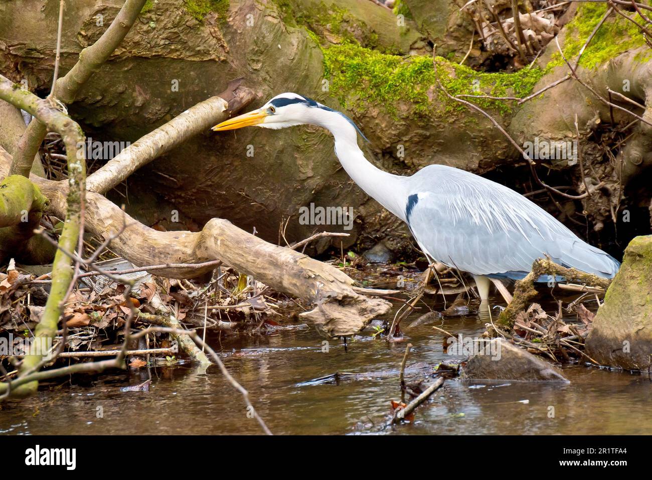 Grey Heron (ardea cinerea), close up of an adult bird on the hunt in ...