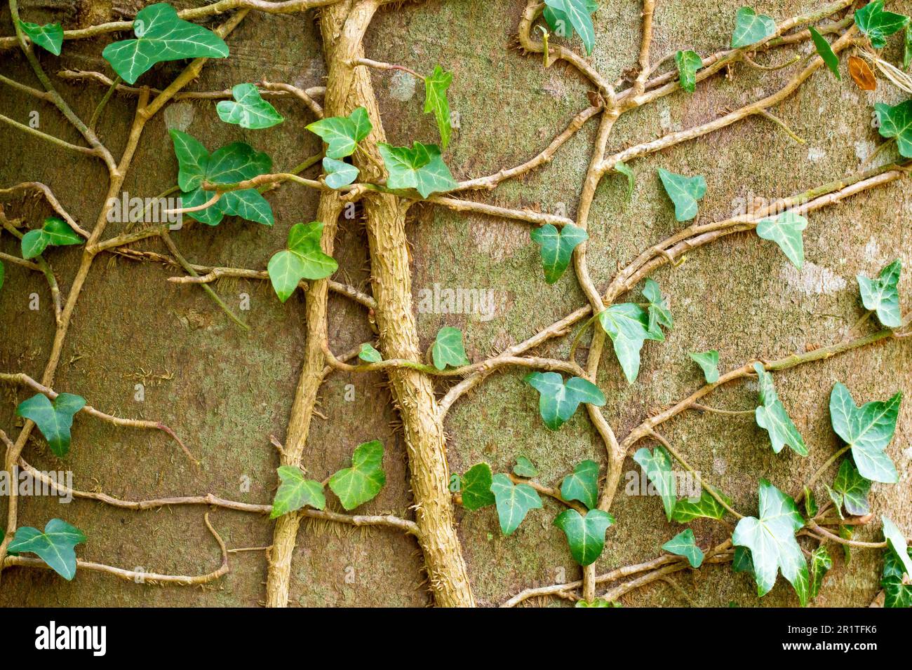Ivy (hedera helix), close up showing the branching stems of the ...