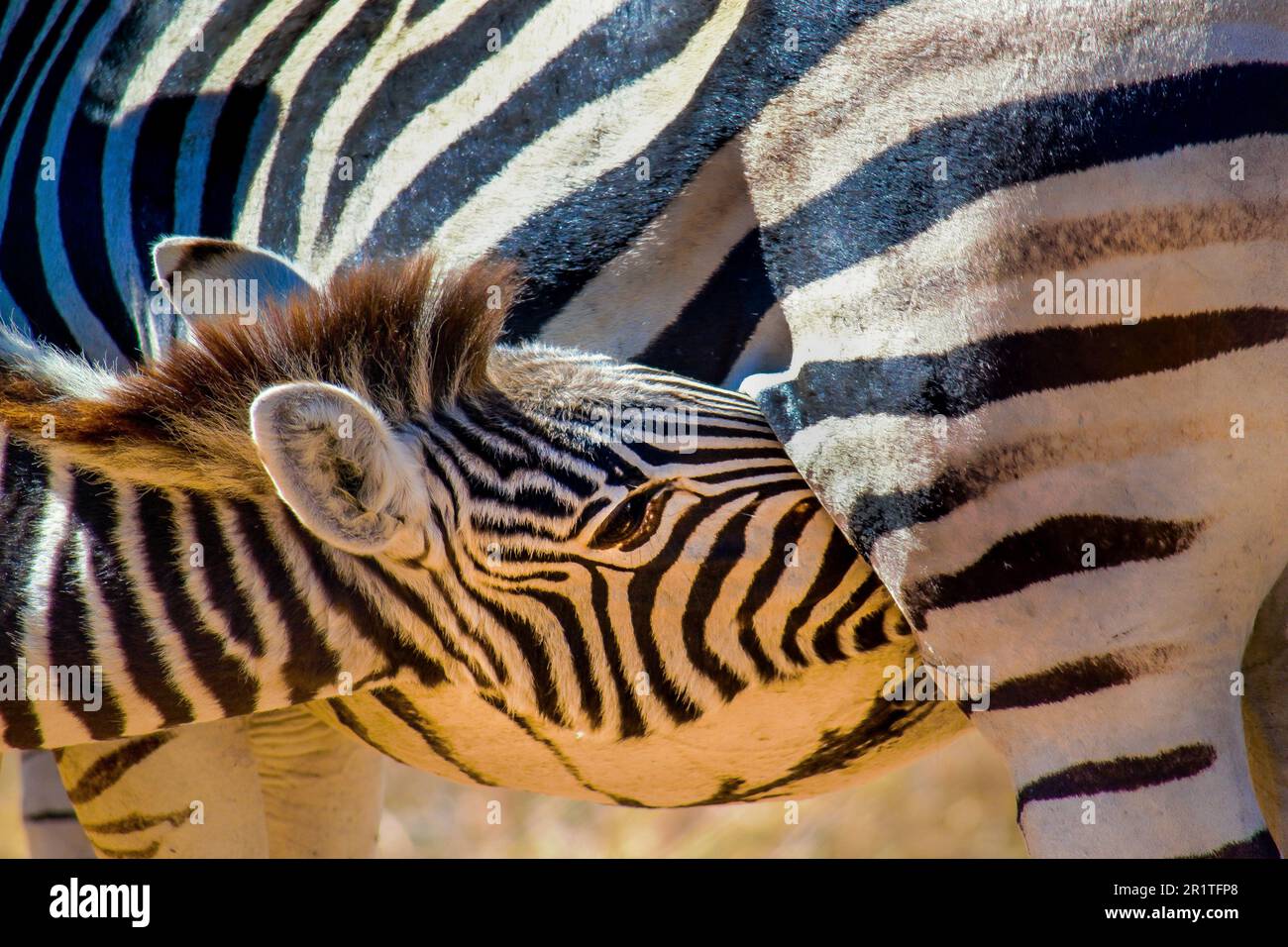 Zebra calf hi-res stock photography and images - Alamy