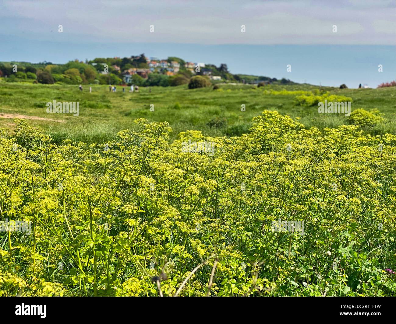 Devon flower meadow hi-res stock photography and images - Alamy