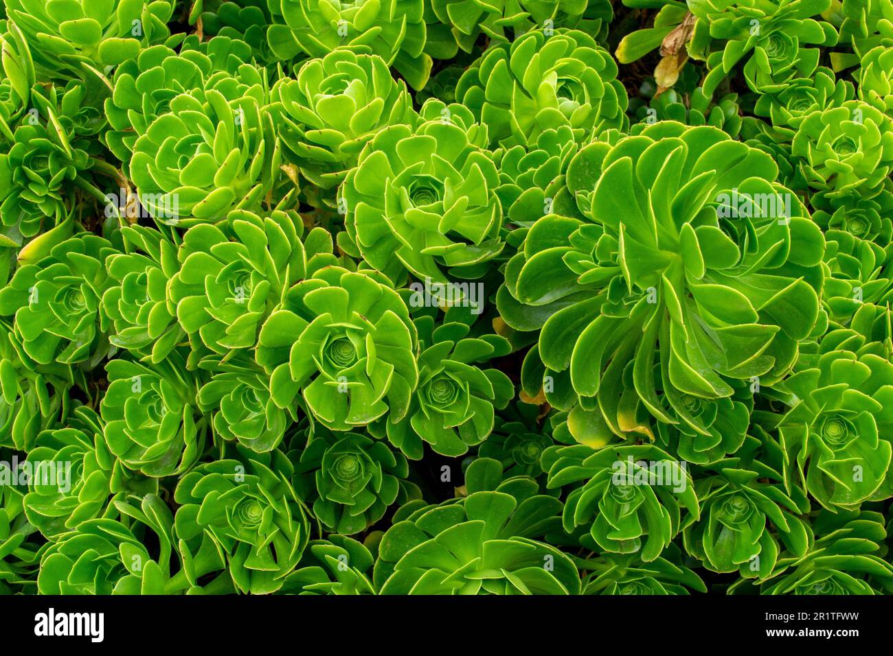 Group of Aeonium plants located in the Bicentennial Park of the ...