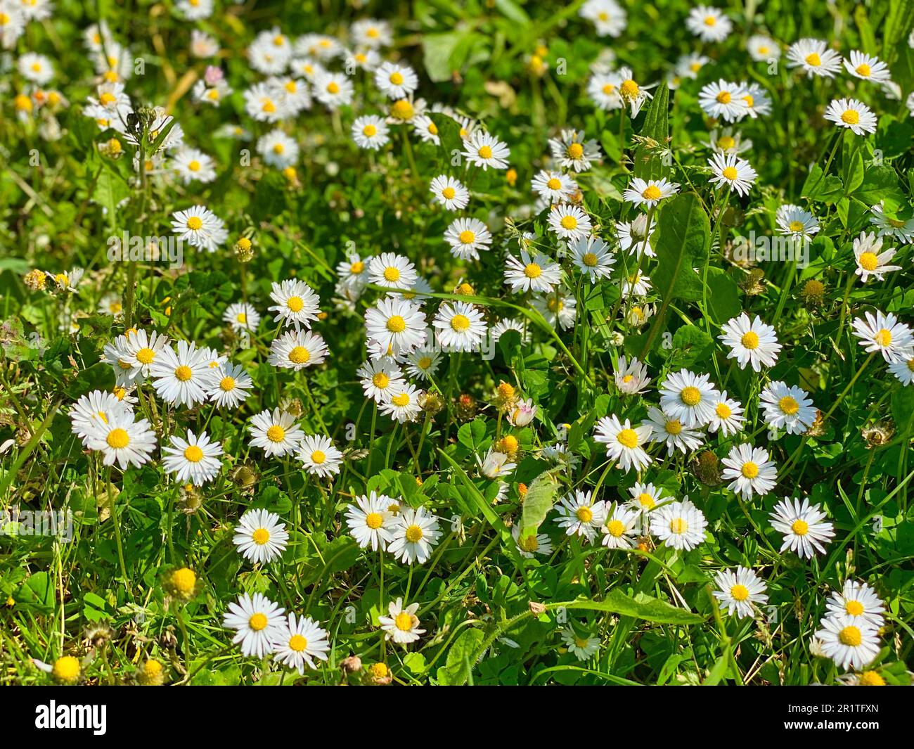Lawn grass background and daisies hi-res stock photography and images ...