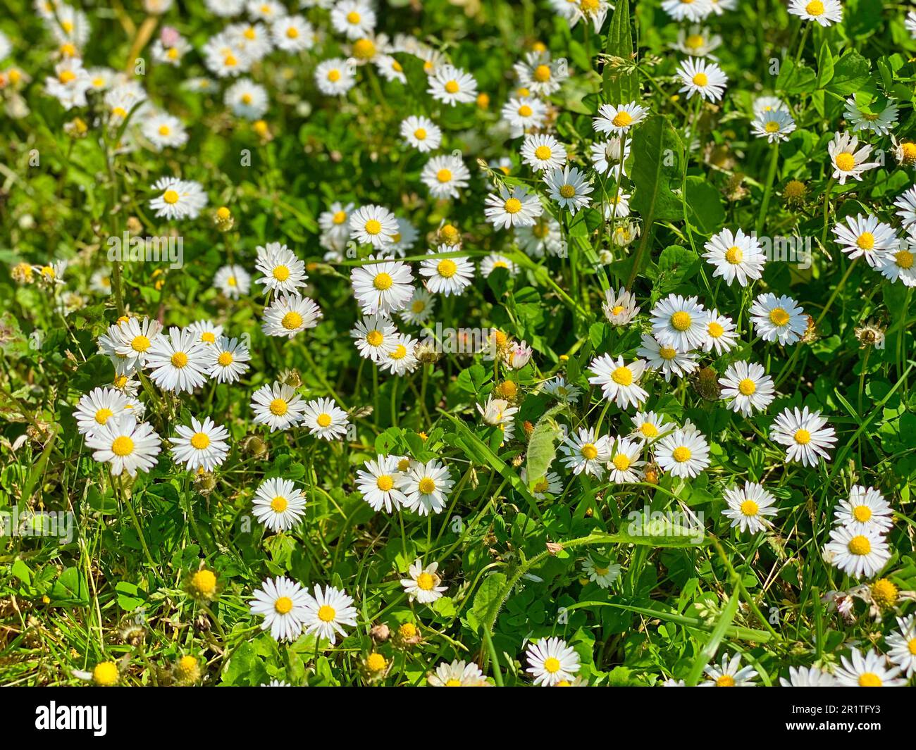 Grass and daisy meadow hi-res stock photography and images - Alamy
