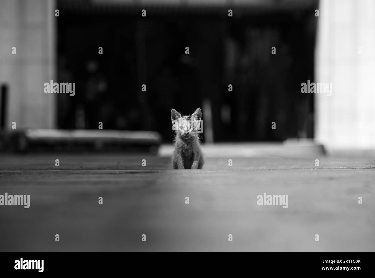 One eyed cat hi-res stock photography and images - Alamy