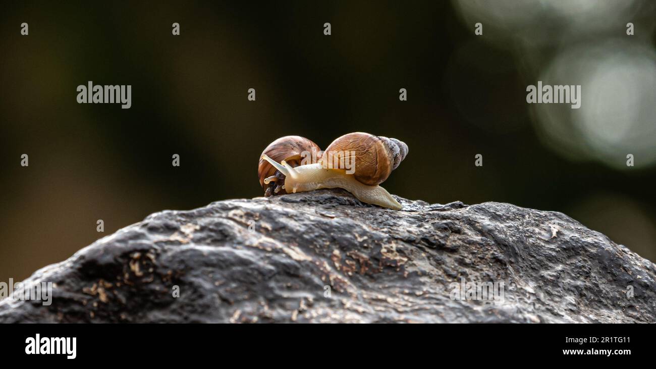 Two small snails atop a large grey rock with a blurred background Stock ...