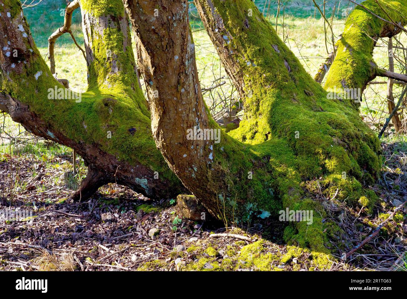 Close up of moss covered tree trunks, all growing from the base of a ...