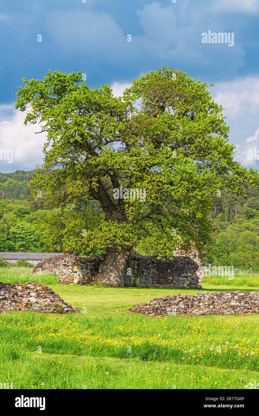 An Oak Tree in the grounds of Waverley Abbey near Farnham, Surrey Stock ...