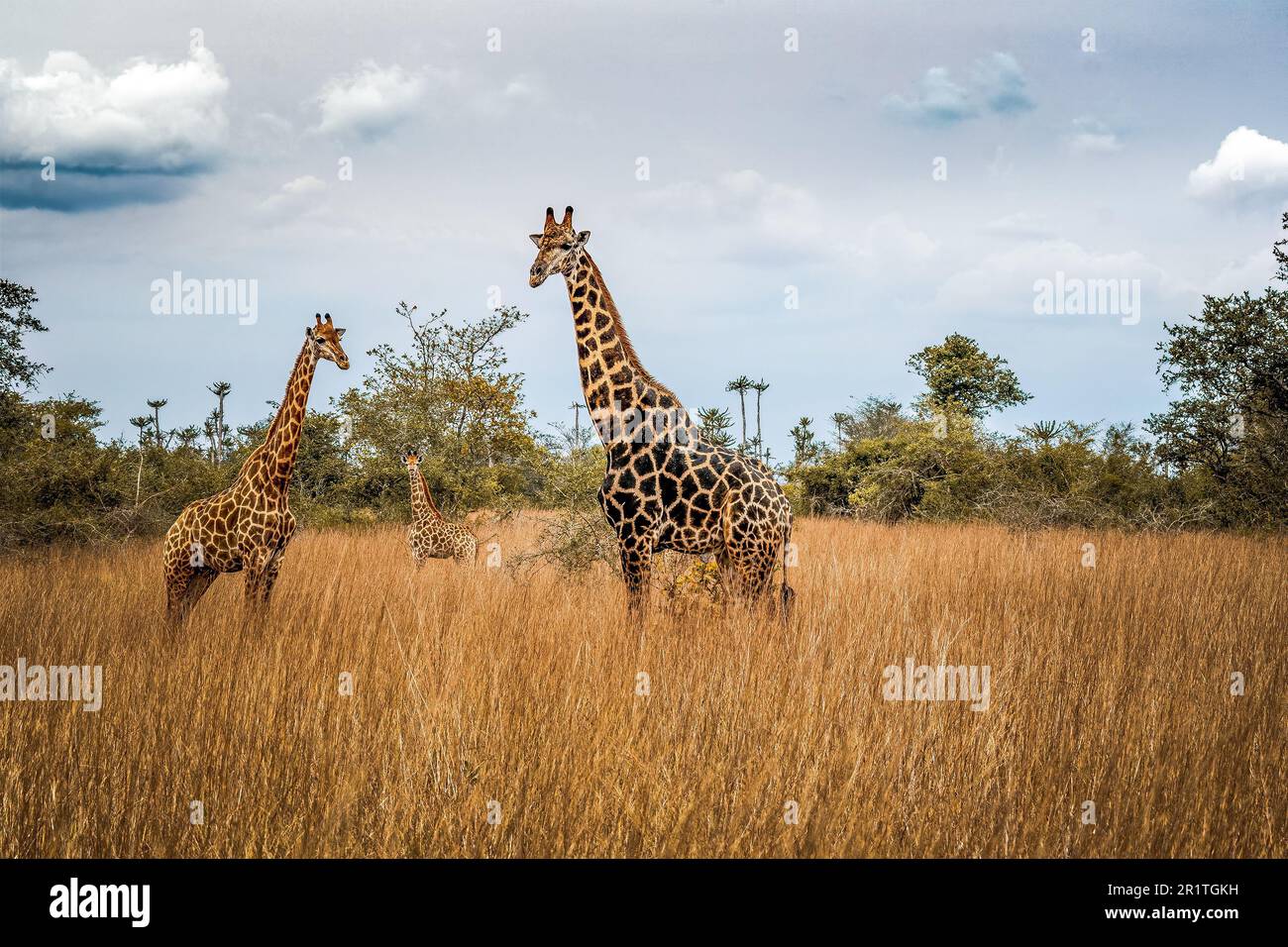 An idyllic scene featuring two majestic giraffes standing tall in a ...