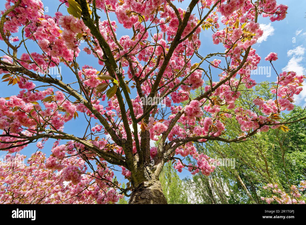 Bottom view to branches with pink flowers of a Japanese cherry tree ...