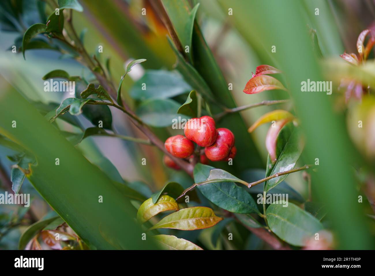 A close-up shot of synoum glandulosum, known commonly as scentless ...