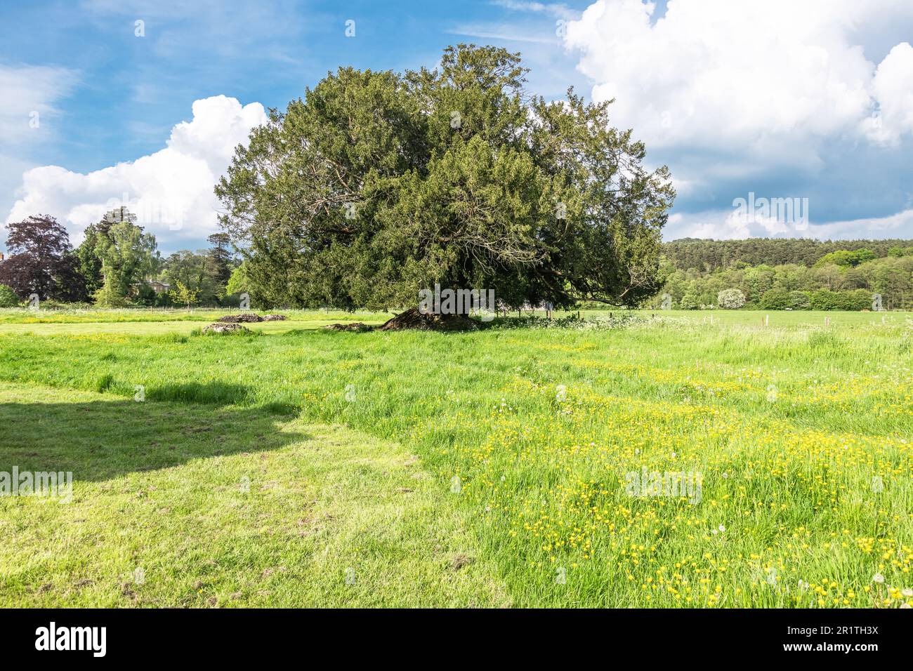 The '2022 tree of the year'. The Ancient Yew tree in the grounds of the ...