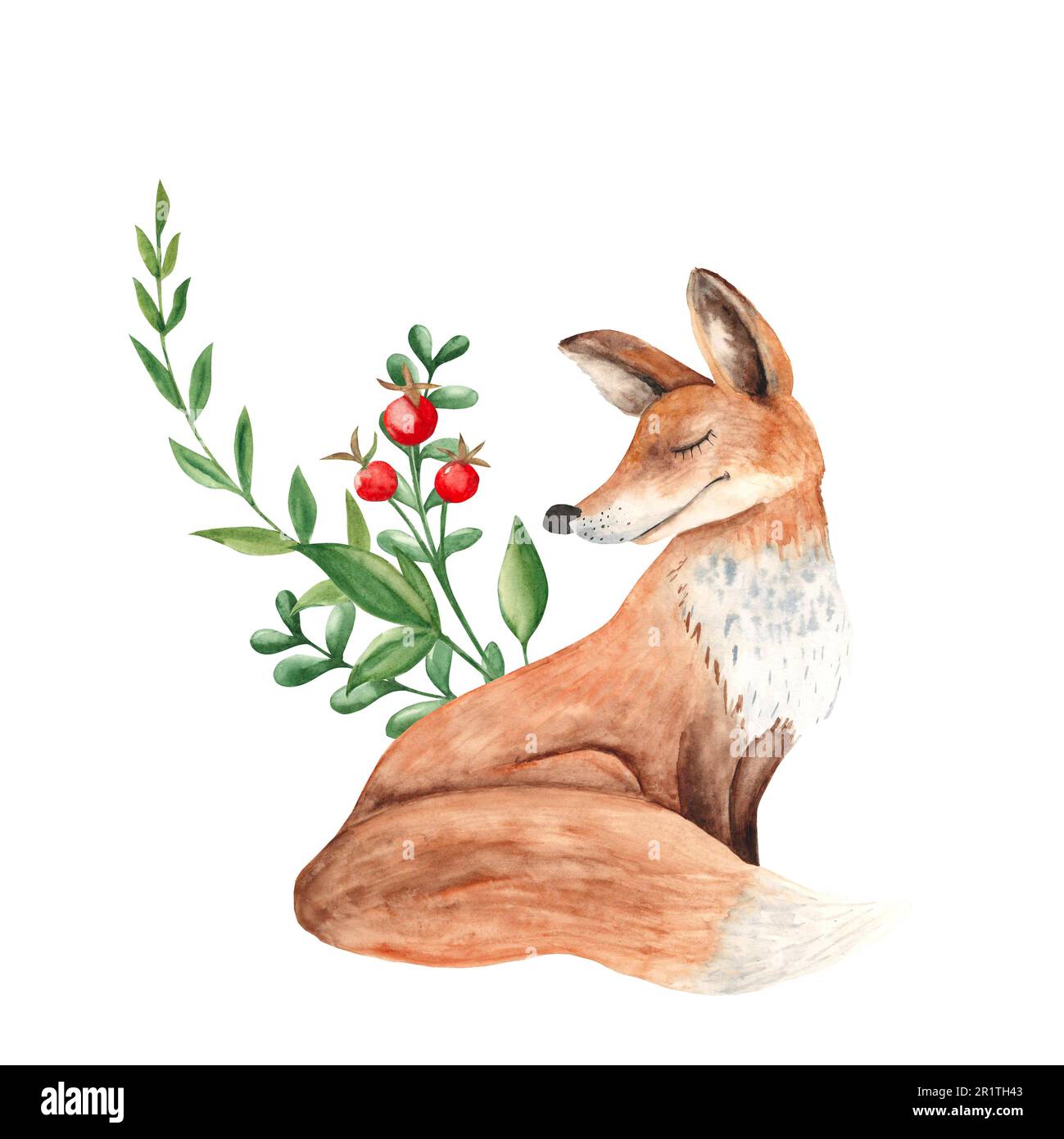 Fox with green branches and red berries, forest composition. Watercolor ...