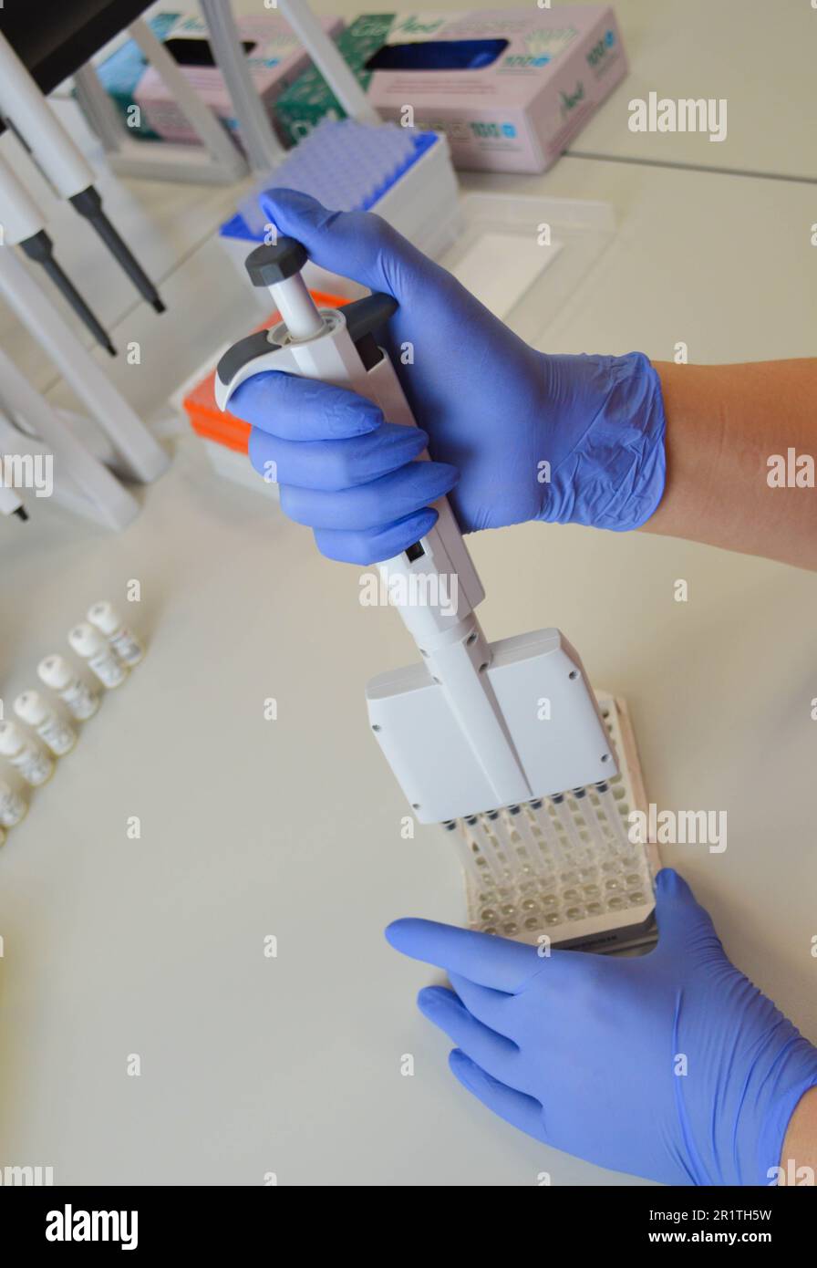 a doctor in blue, disposable, nitrile gloves performs a laboratory ...