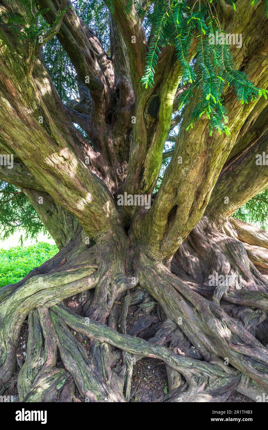 Detailed photo of the roots of the ancient the Ancient Yew tree in the ...