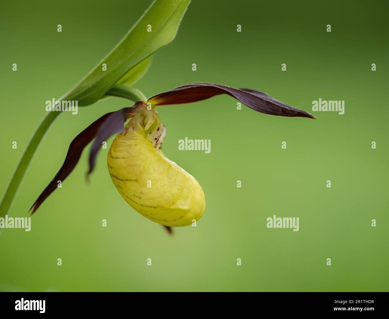 Spring orchid flower. Wild Orchid flower in nature on the spring ...