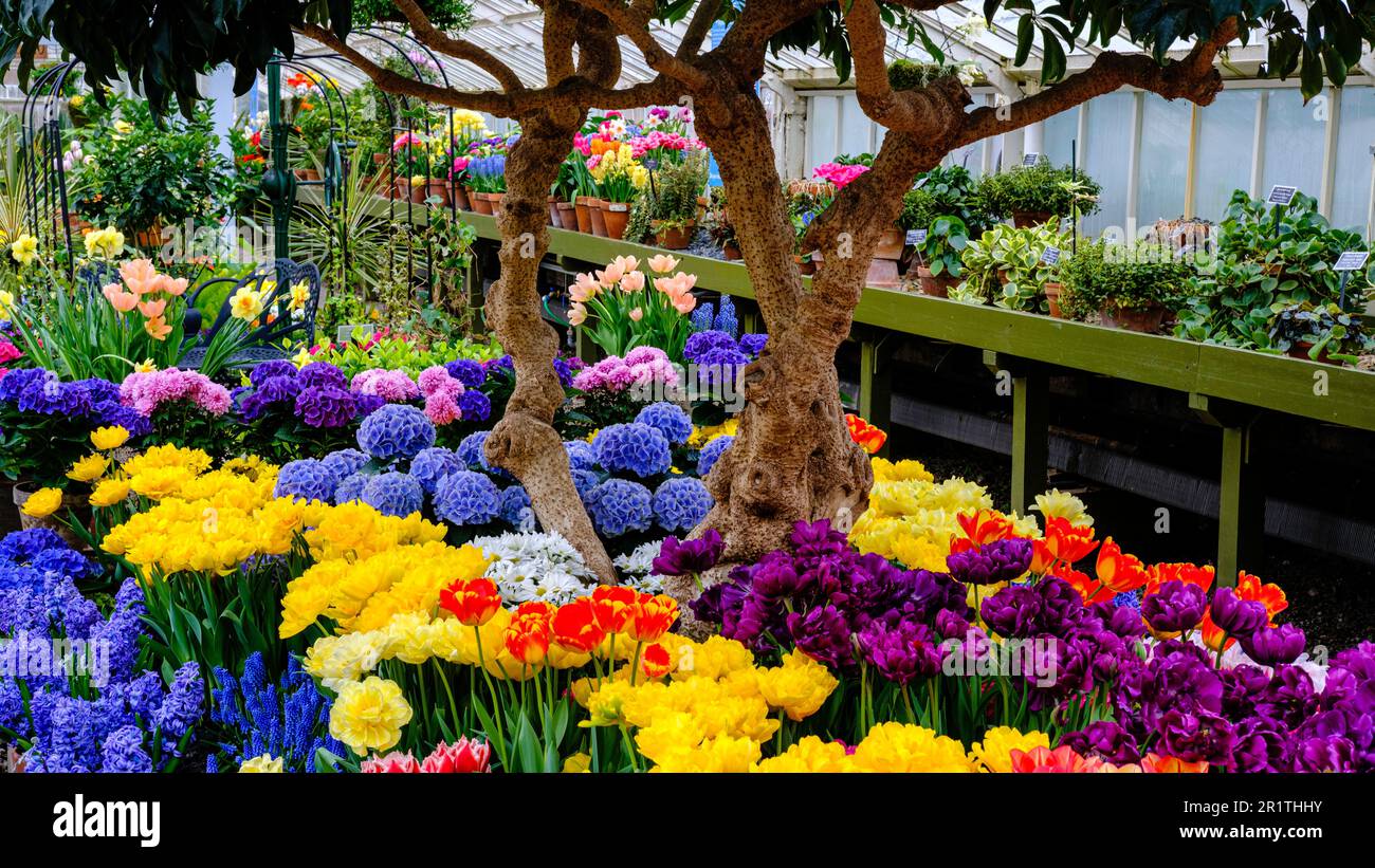 A vibrant flower garden featuring a variety of colorful blooms of ...