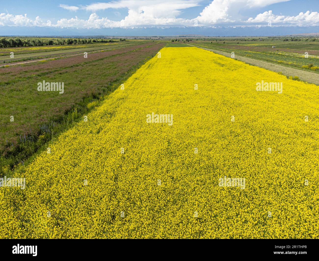 Aerial above view canola rapeseed hi-res stock photography and images ...