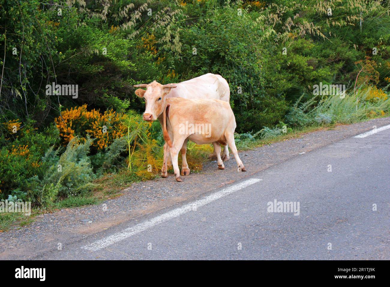 Calf and Cow. Near Tikjda ski resort, Djurdjura mountain range, north ...