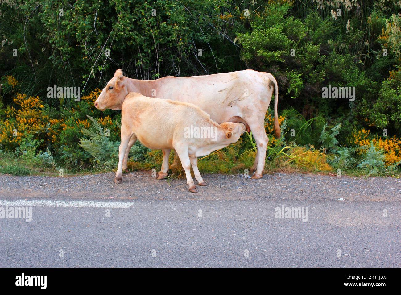 Calf and Cow. Near Tikjda ski resort, Djurdjura mountain range, north ...