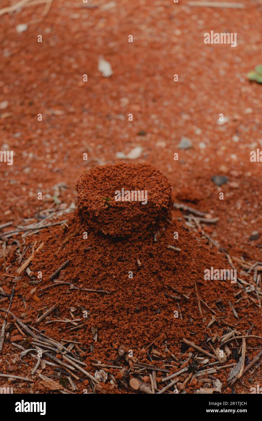 Anthill termite ant hill hi-res stock photography and images - Alamy